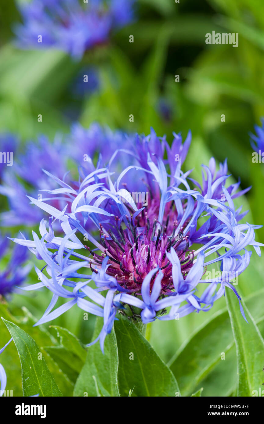 blue flower Centaurea Montana Stock Photo - Alamy