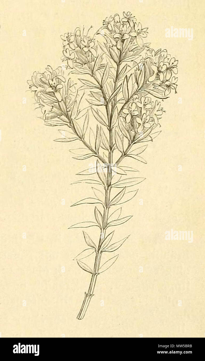 . Español: Westringia rigida en Adolf Engler & Karl Prantl, Die ...