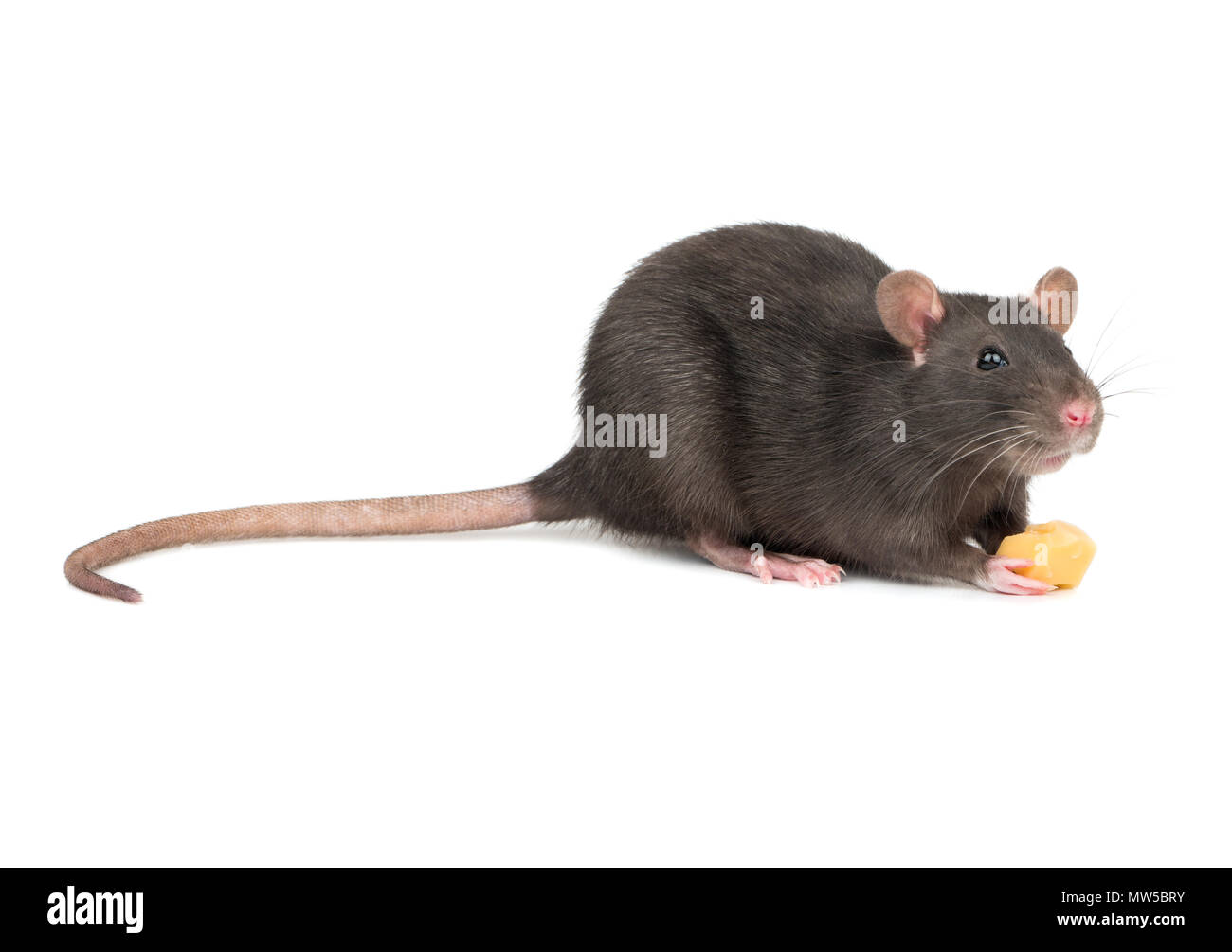 Rat eating cheese hi-res stock photography and images - Alamy