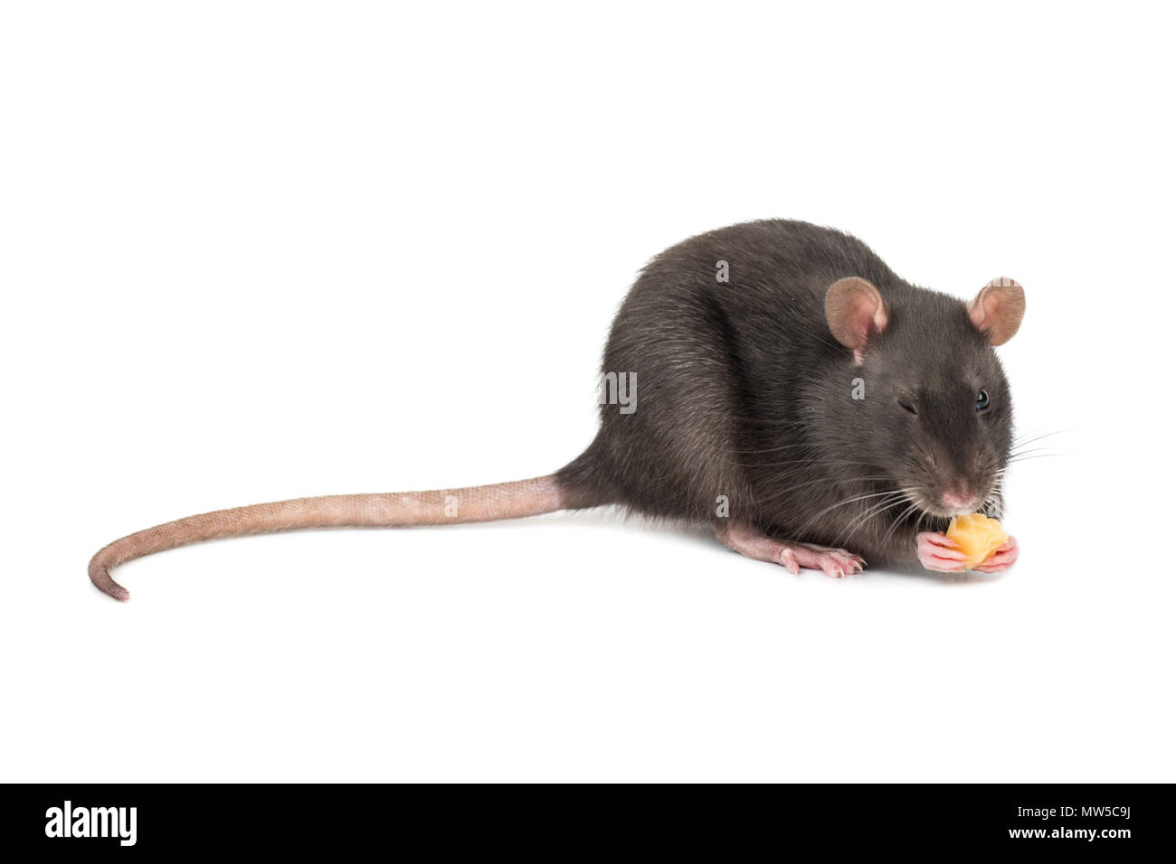 Gray rat bites a piece of cheese on white background Stock Photo - Alamy