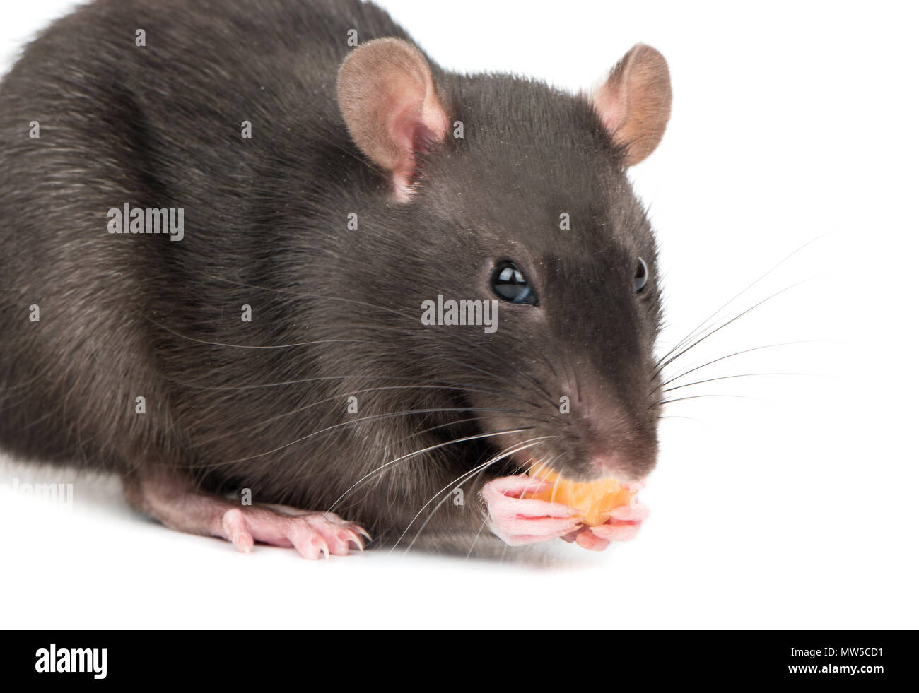 Beautiful gray rat eating cheese on white background closeup Stock ...