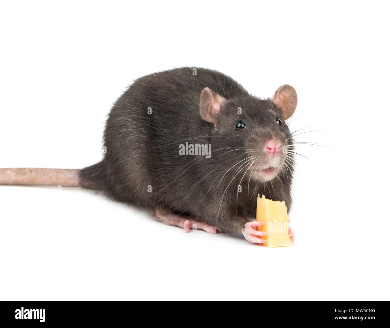 Rat bites hi-res stock photography and images - Alamy