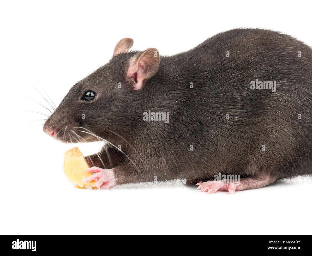 Beautiful gray rat bites a piece of cheese on white background Stock ...