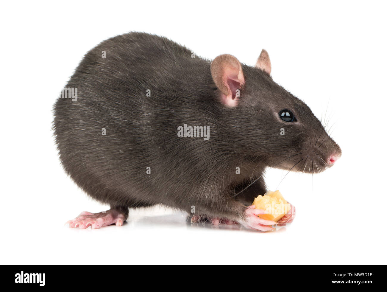 Beautiful gray rat bites a piece of cheese on white background Stock ...