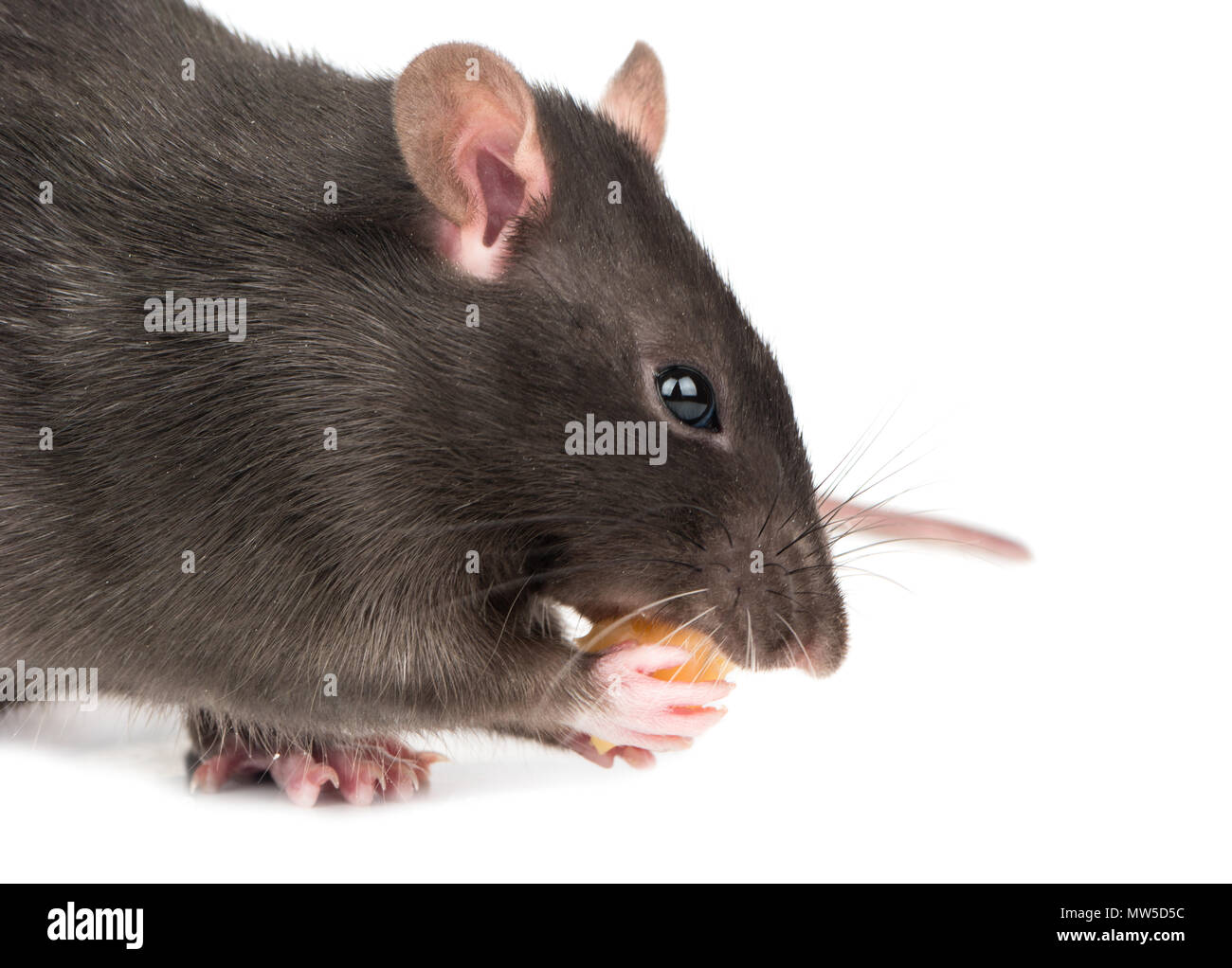 Rat eating cheese hi-res stock photography and images - Alamy
