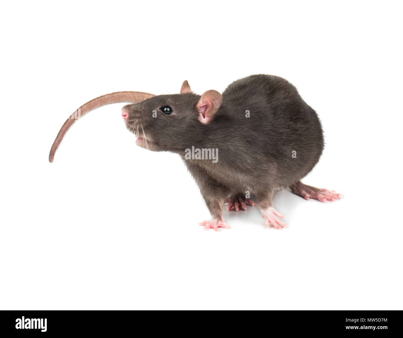 Beautiful animal white spot Cut Out Stock Images & Pictures - Alamy