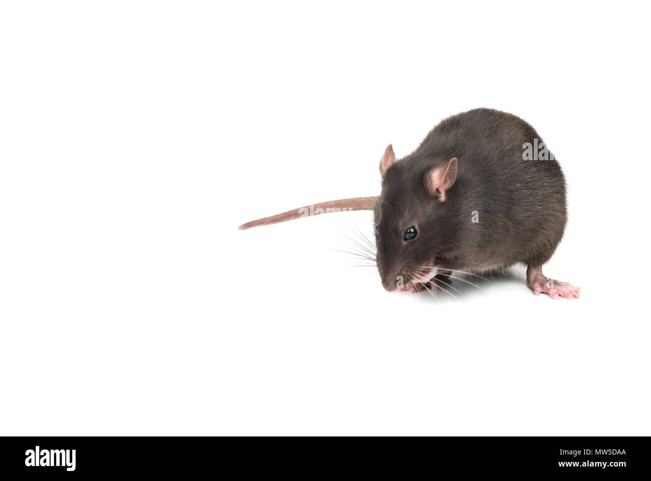Cute gray rat isolated on white background Stock Photo - Alamy
