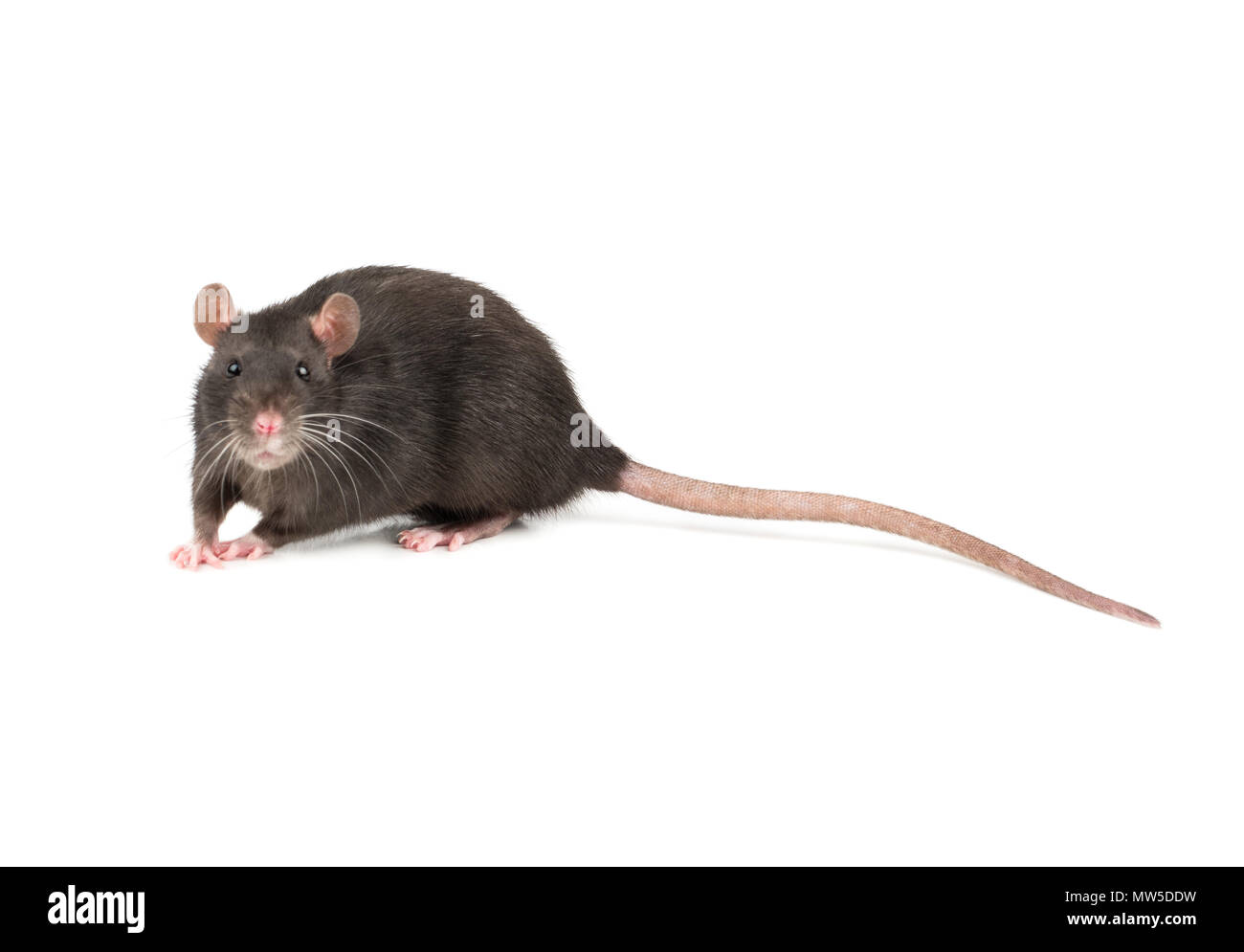 Cute gray rat isolated on white background Stock Photo - Alamy