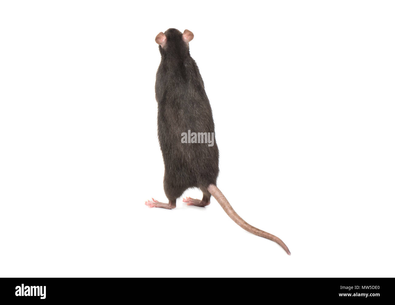 Gray rat standing on hind legs on white background Stock Photo - Alamy