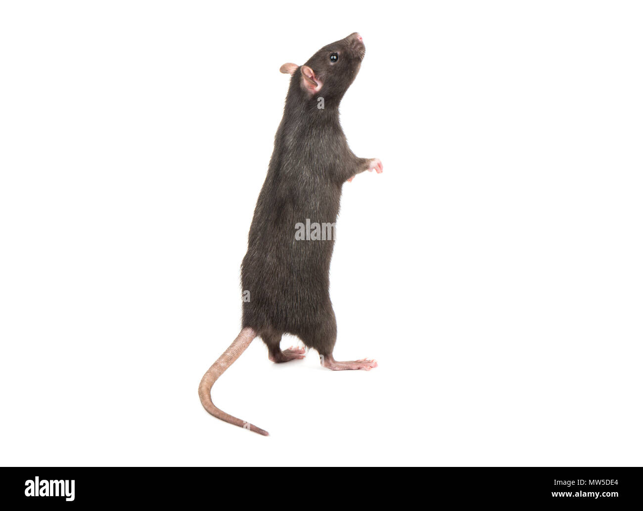 Rat Standing Up High Resolution Stock Photography and Images - Alamy