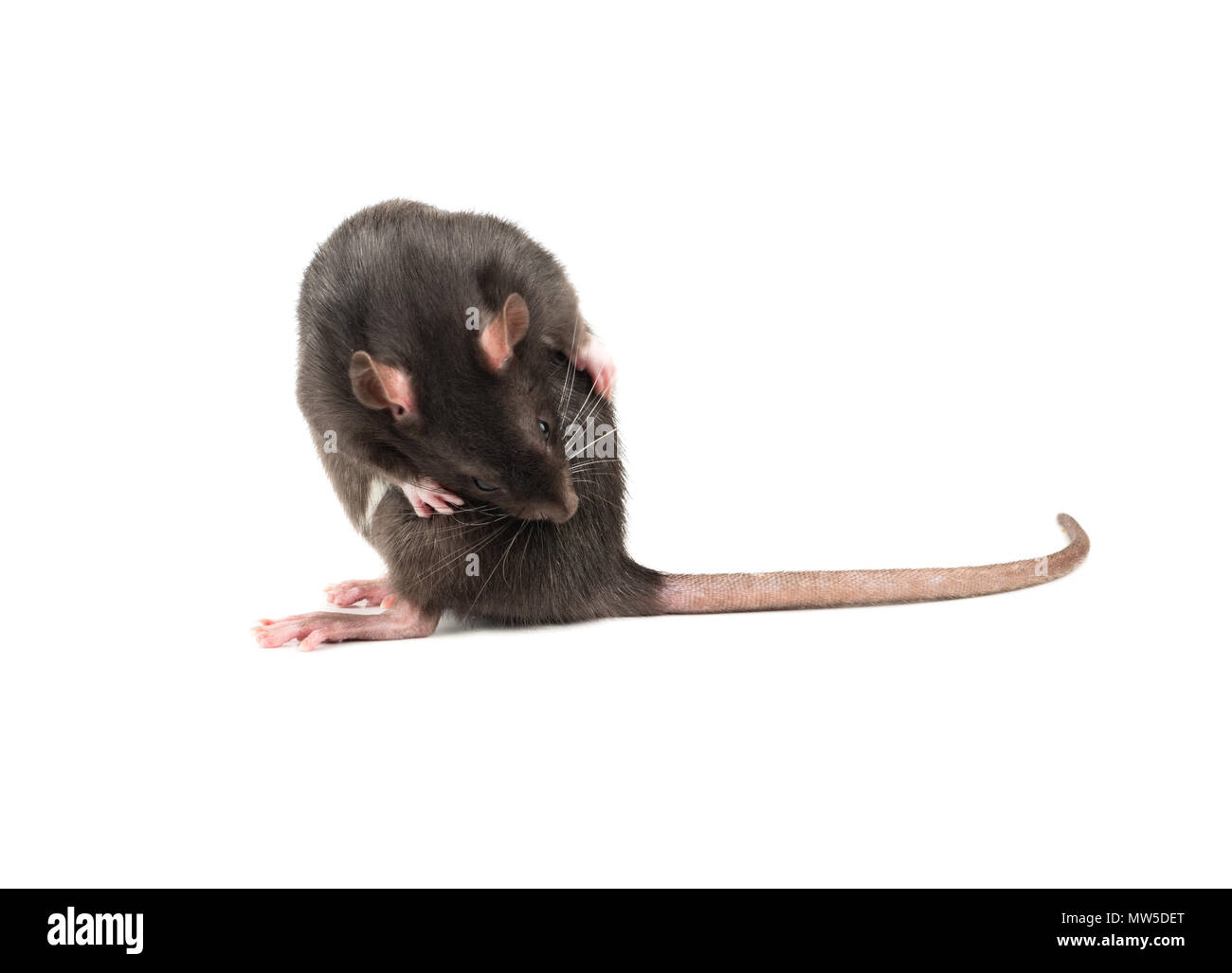 Cute gray rat washes on white background Stock Photo - Alamy