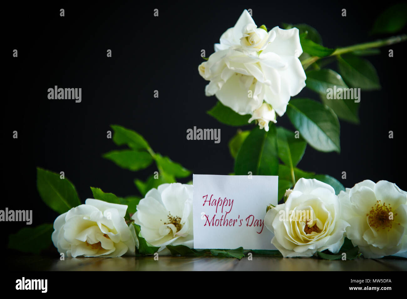 beautiful white blooming roses Stock Photo - Alamy