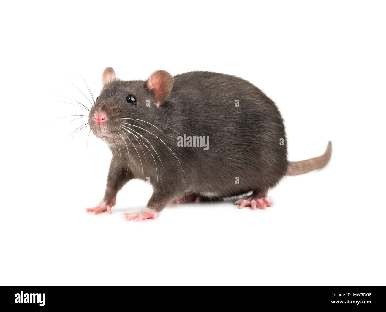 Little gray rat isolated on white background Stock Photo - Alamy