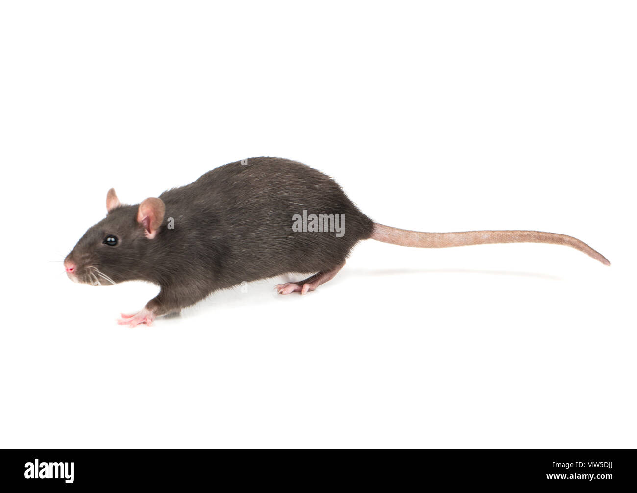 Little gray rat isolated on white background Stock Photo - Alamy