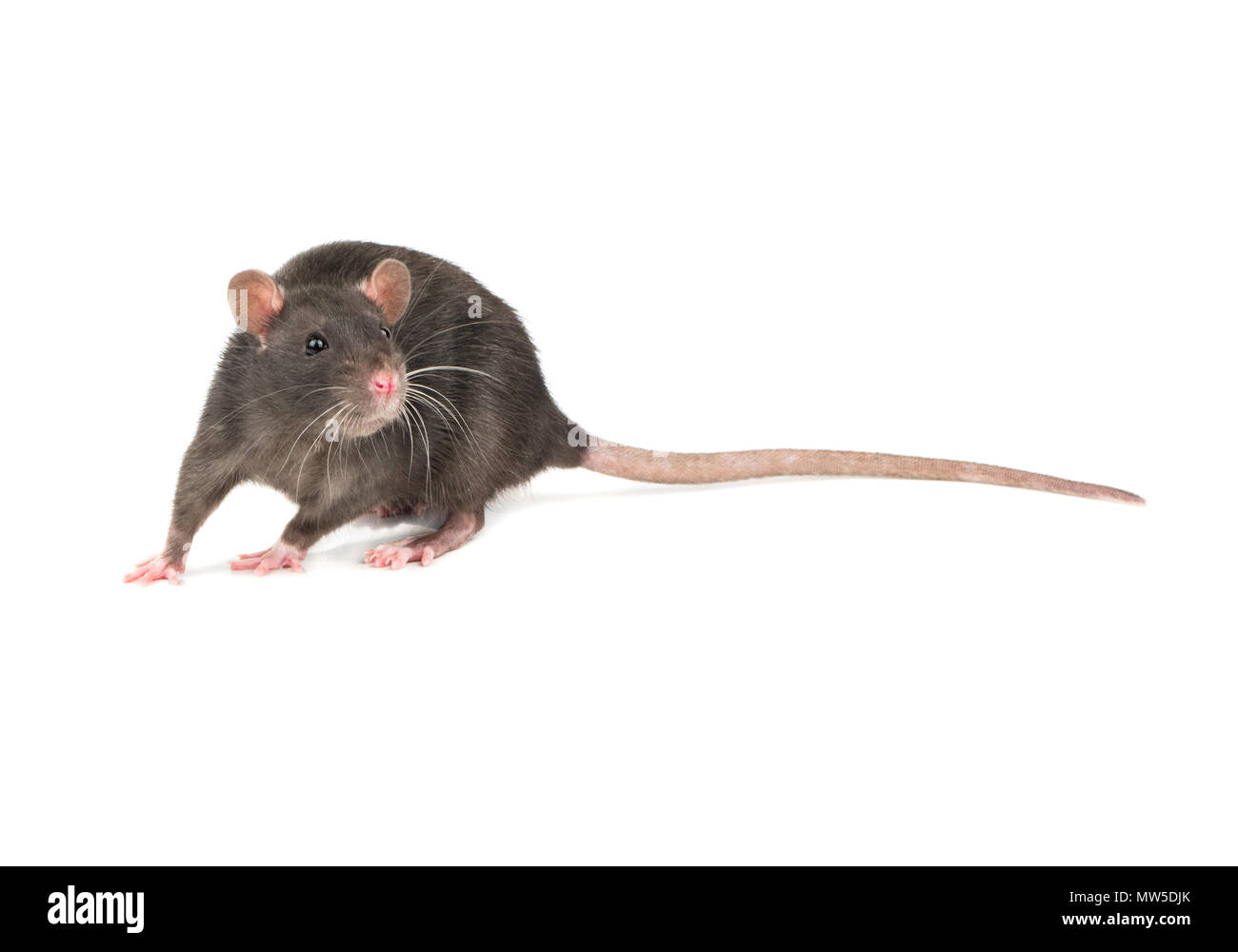 Cute gray rat isolated on white background Stock Photo - Alamy