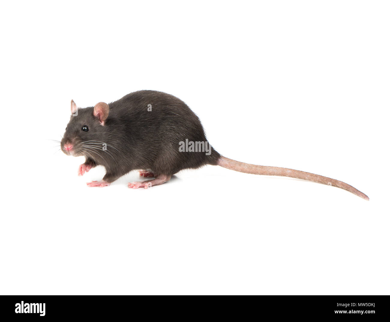 Cute gray rat isolated on white background Stock Photo - Alamy
