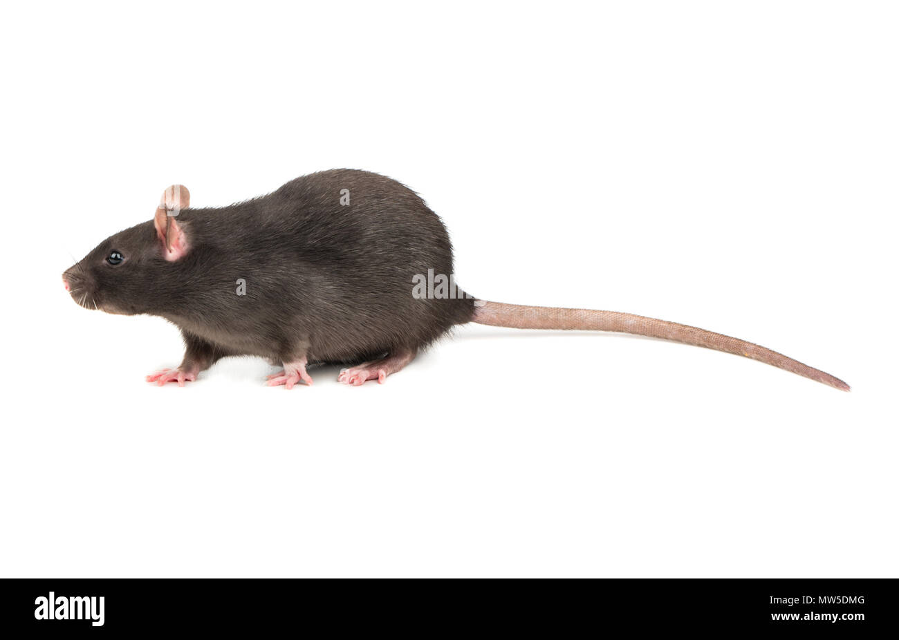 Beautiful gray rat isolated on white background Stock Photo - Alamy