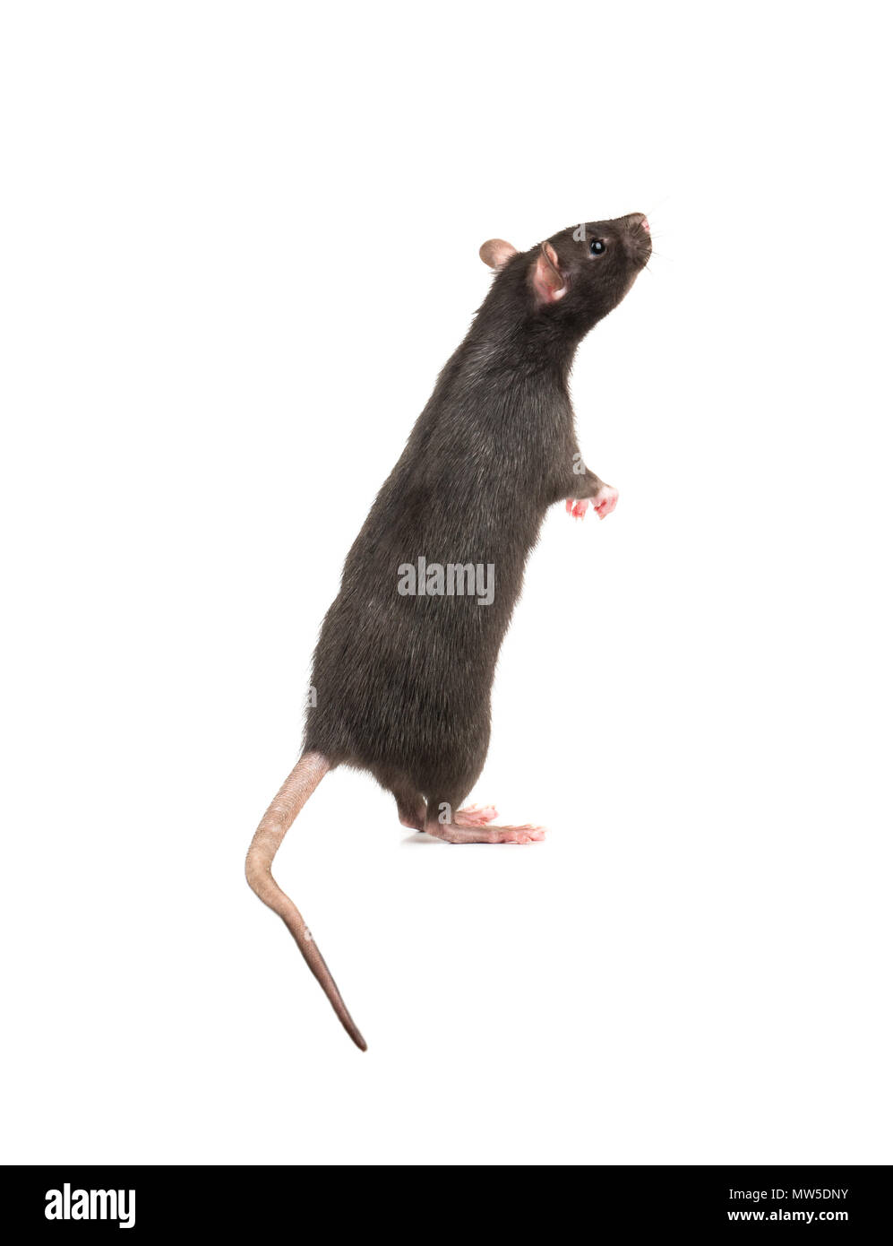Standing rat hi-res stock photography and images - Alamy