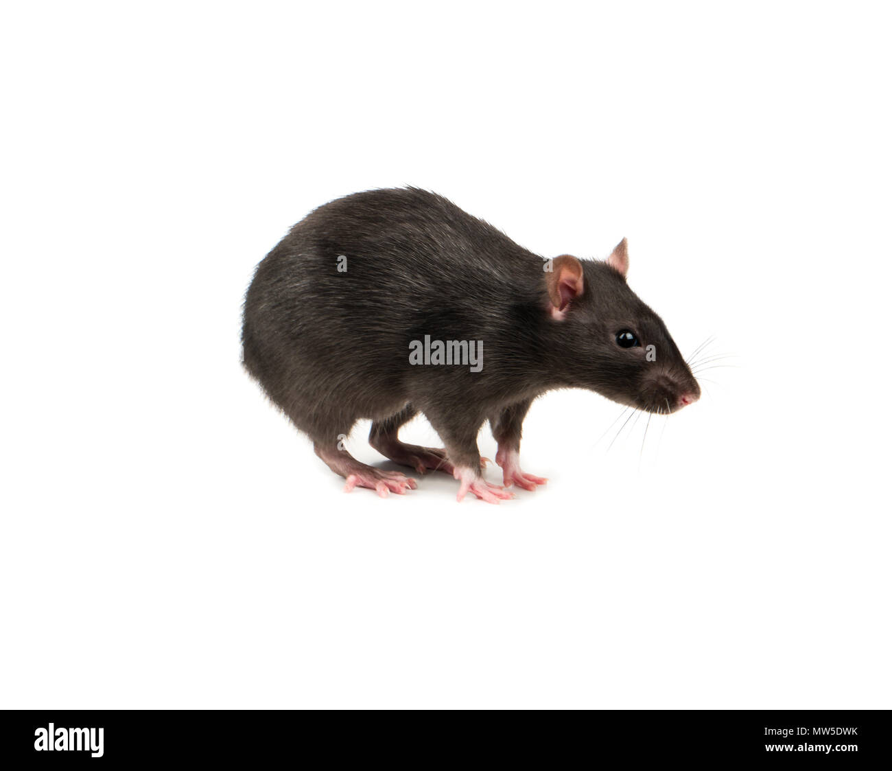 Gray rat stands on four legs on white background Stock Photo - Alamy