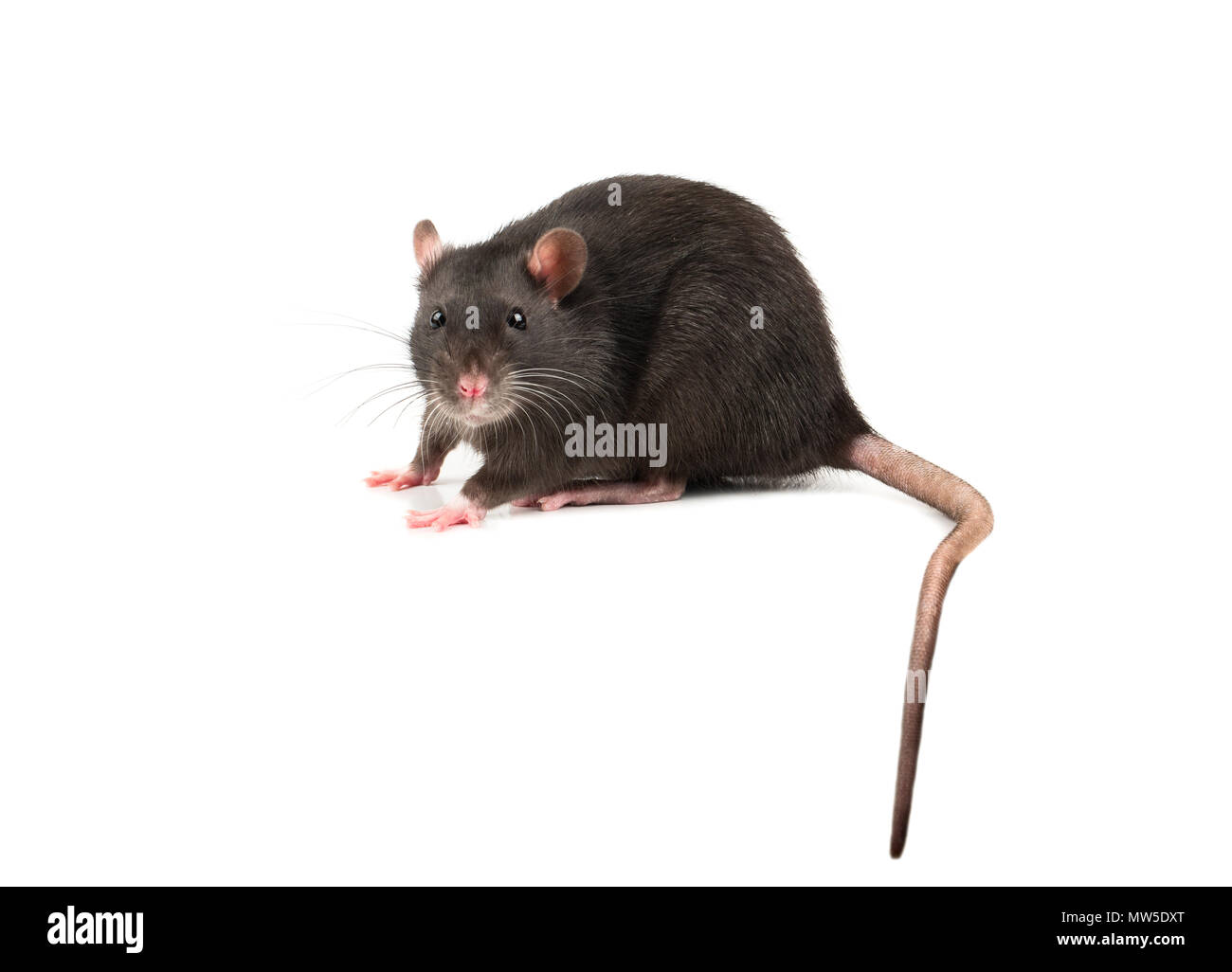 Beautiful gray rat isolated on white background Stock Photo - Alamy