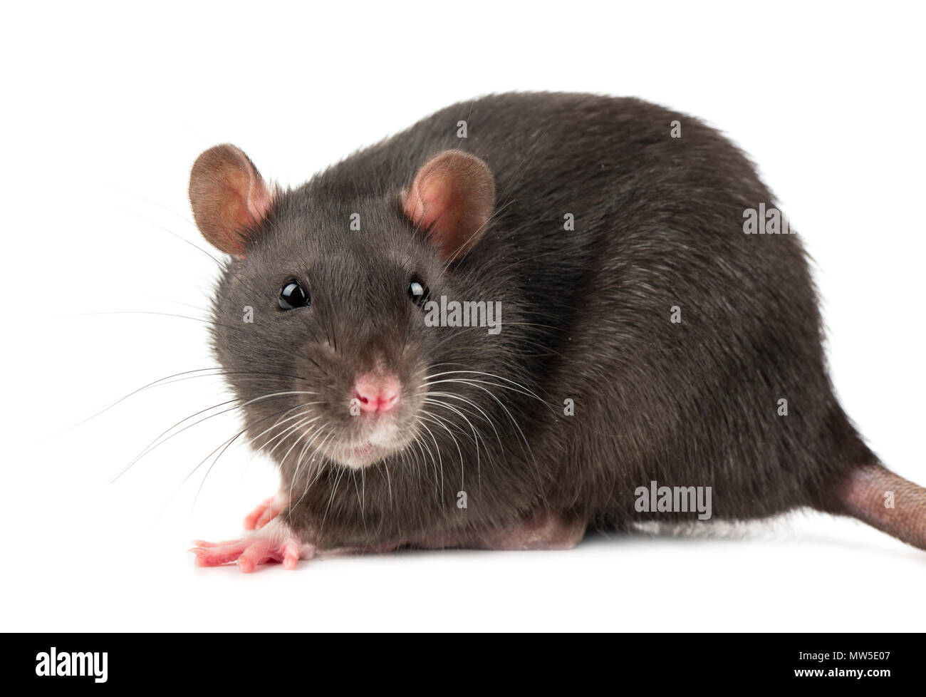 Cute gray rat closeup on white background Stock Photo - Alamy