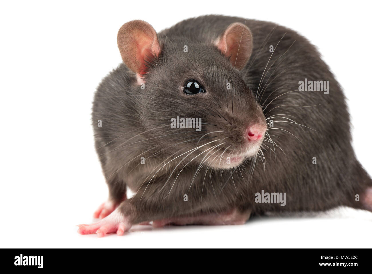 Cute gray rat closeup on white background Stock Photo - Alamy