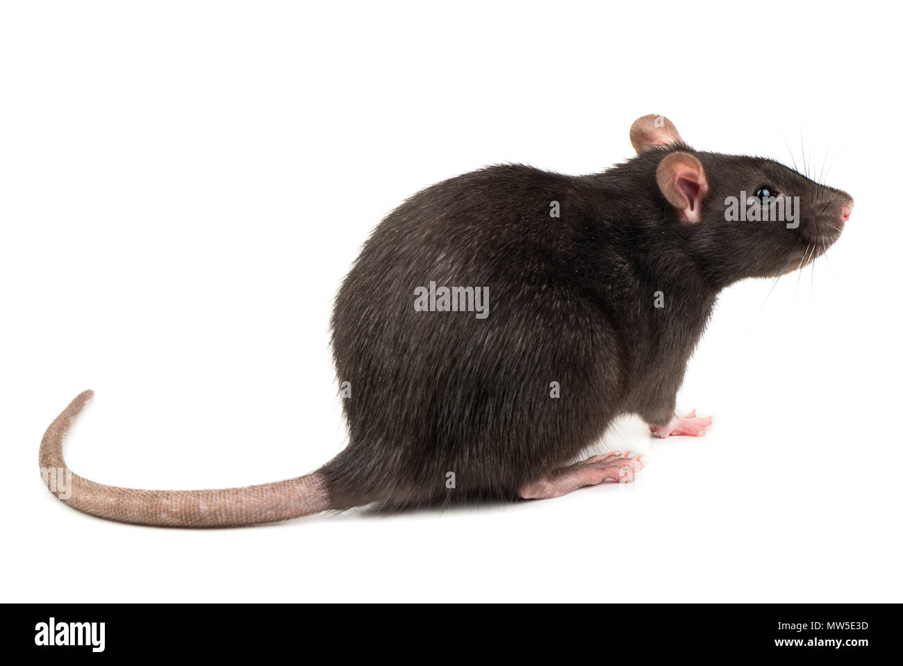 Gray rat stands on four legs on white background Stock Photo - Alamy
