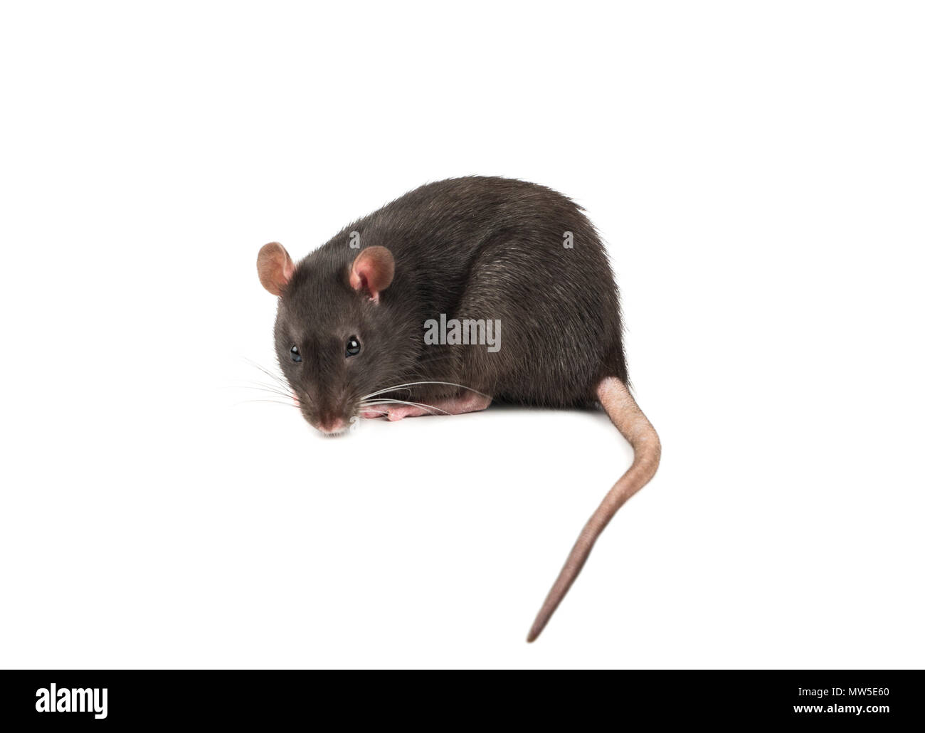 Gray rat sitting closeup on white background Stock Photo - Alamy