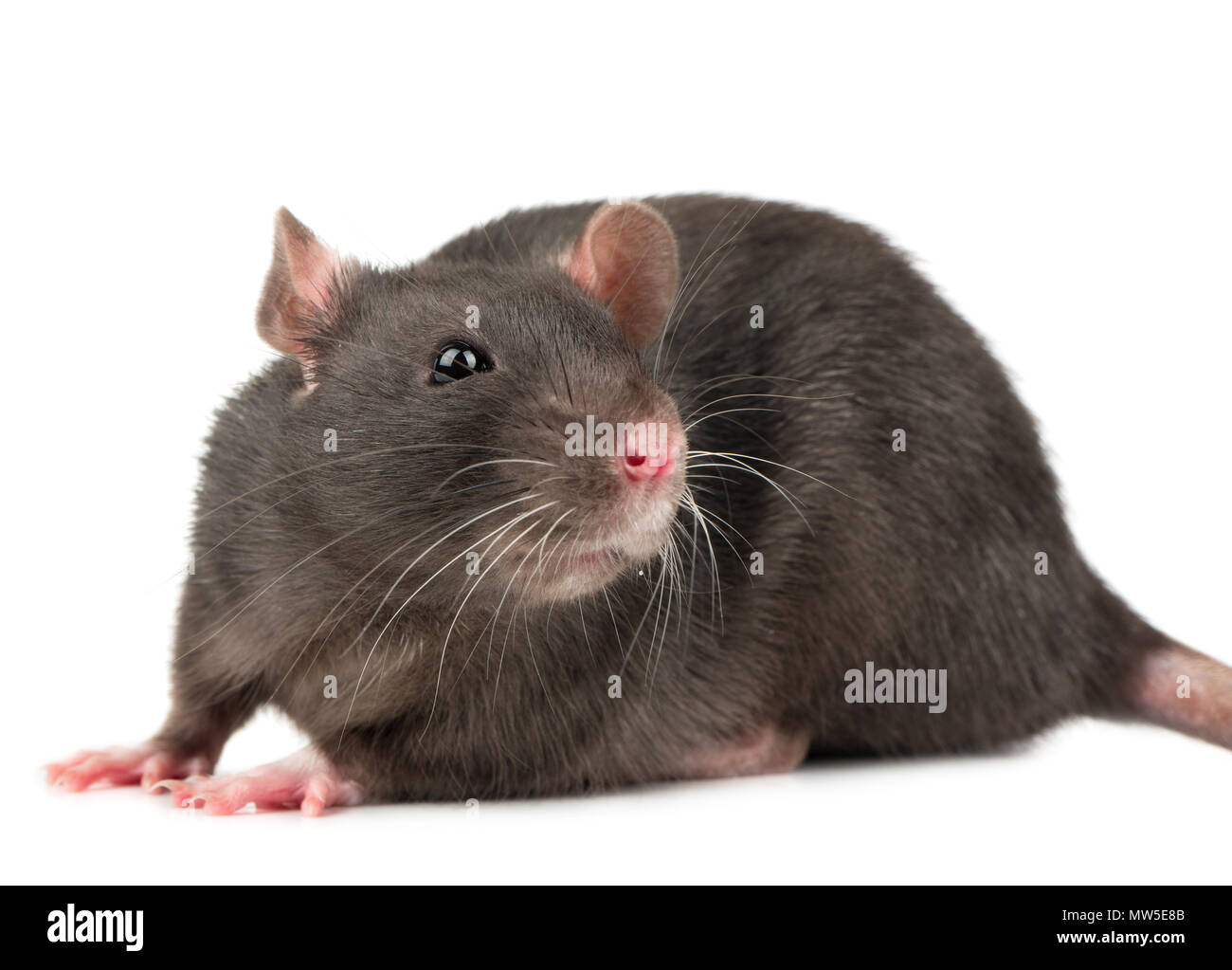 Home grey rat closeup on white background Stock Photo - Alamy