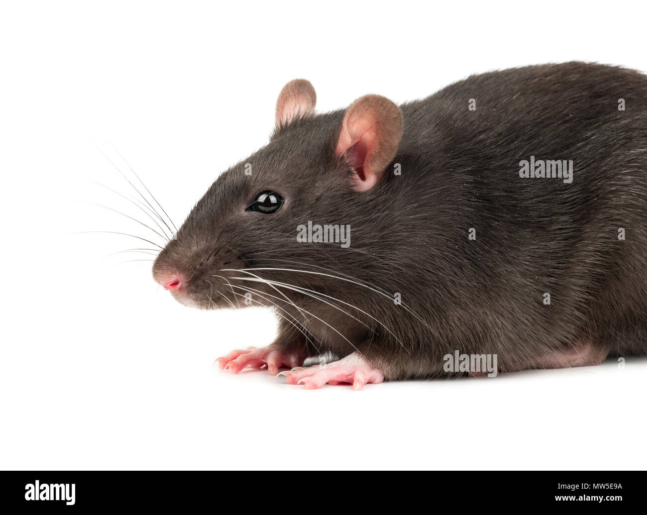 Home grey rat closeup on white background Stock Photo - Alamy