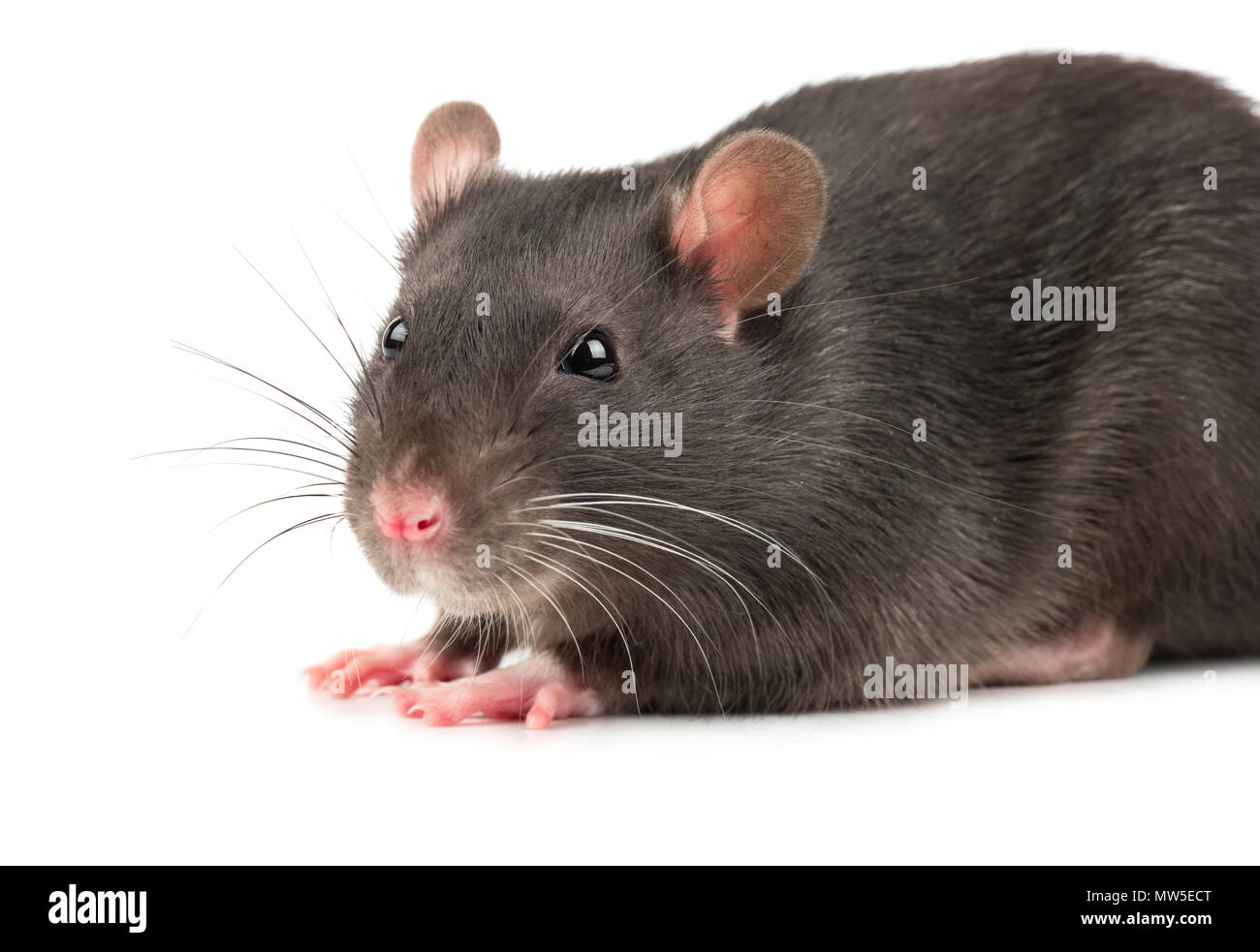 Home grey rat closeup on white background Stock Photo - Alamy