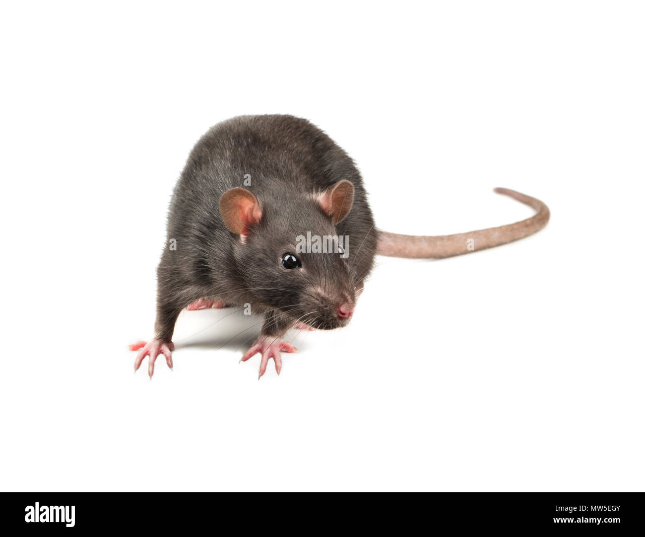 Active grey rat on a white background Stock Photo - Alamy