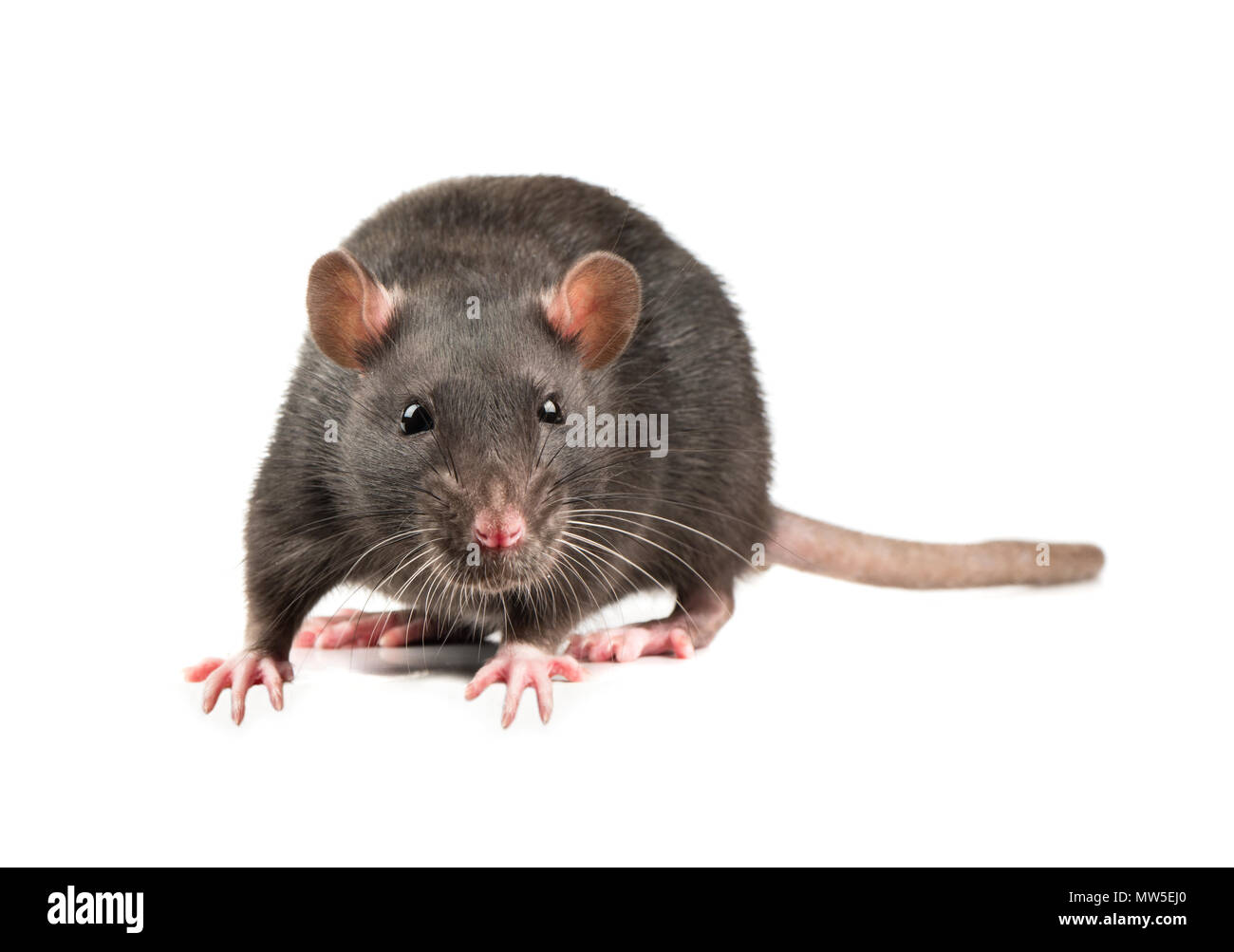 Grey rat hi-res stock photography and images - Alamy