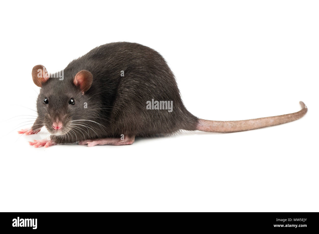 Active grey rat on a white background Stock Photo - Alamy