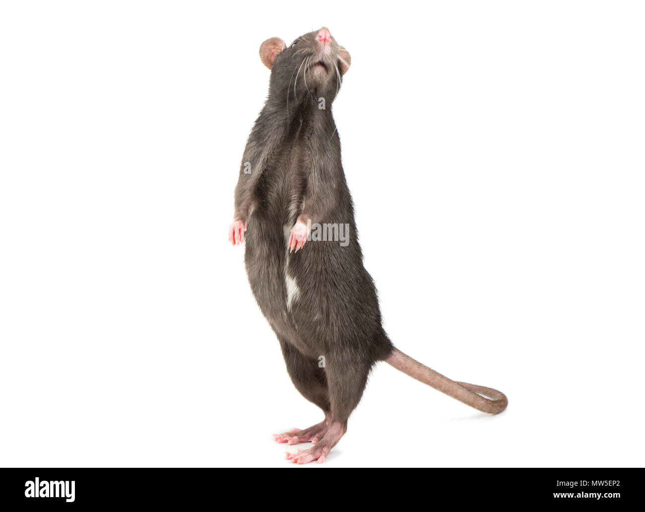 Gray rat standing on hind legs on white background Stock Photo - Alamy