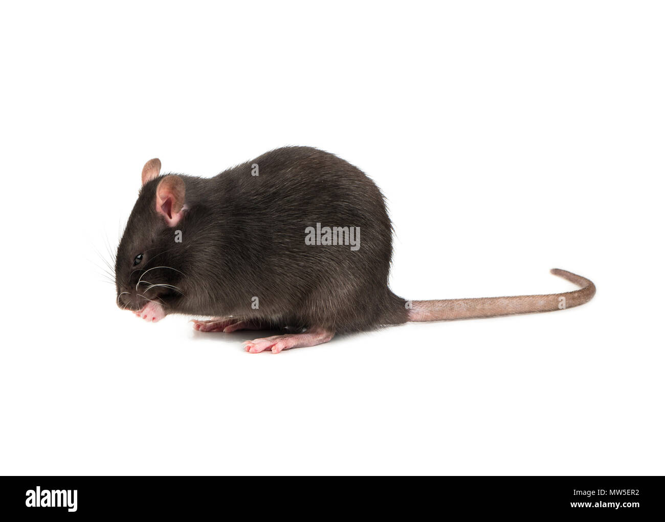 Little gray wash hi-res stock photography and images - Alamy