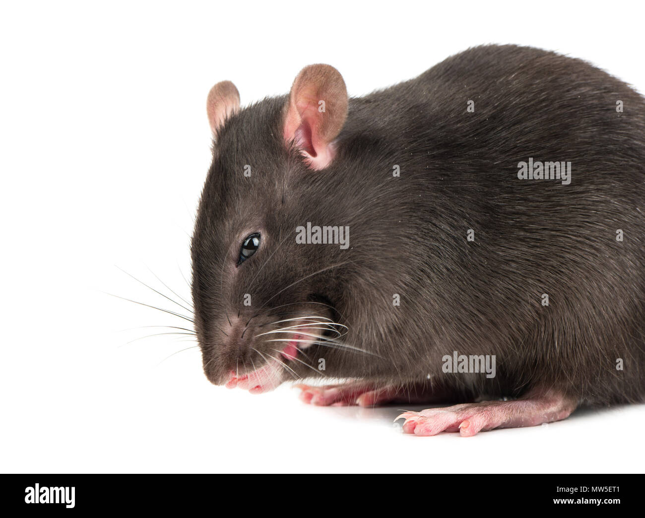Rat feet hi-res stock photography and images - Alamy