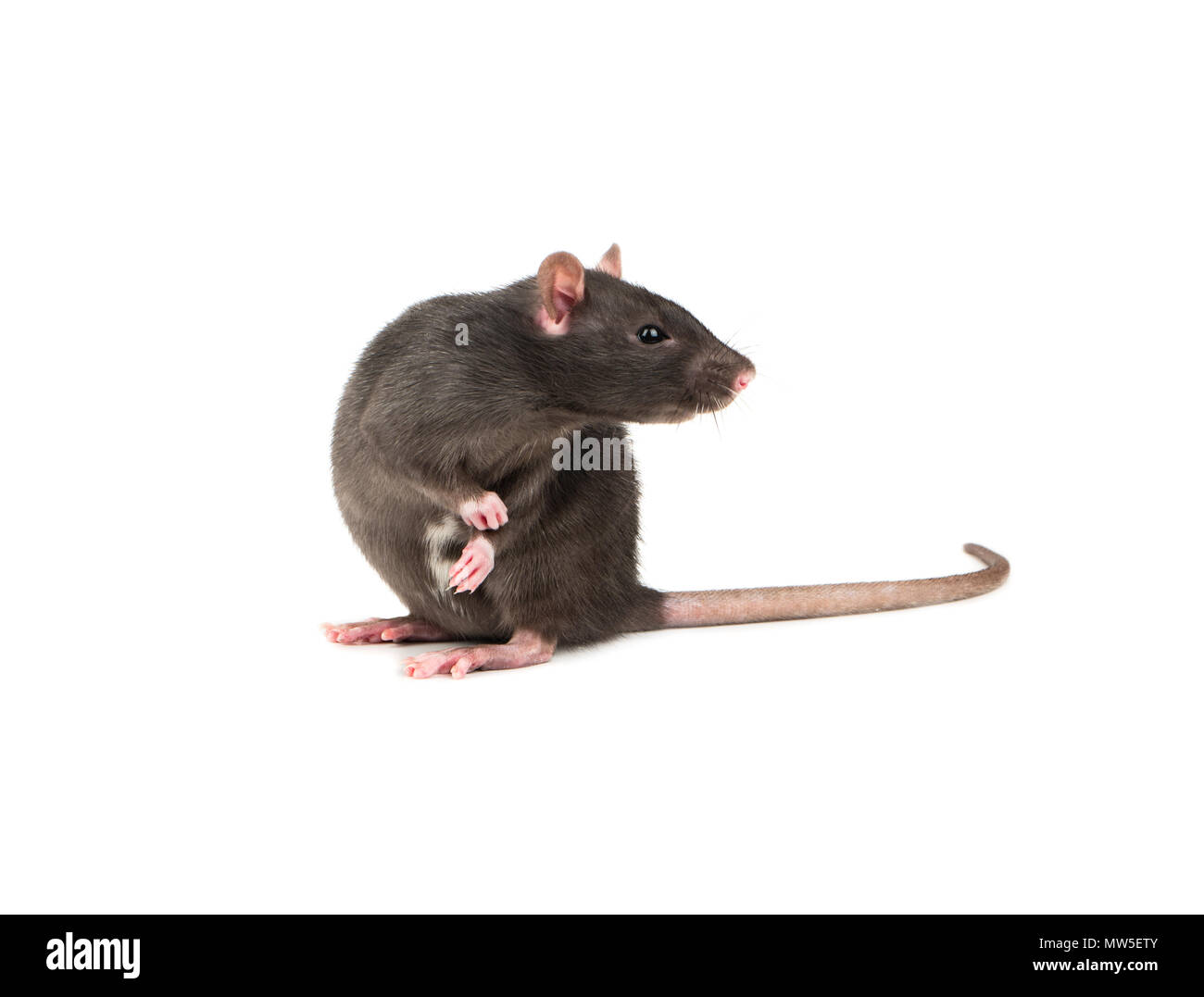 Cute gray rat sitting on two legs on white background Stock Photo - Alamy