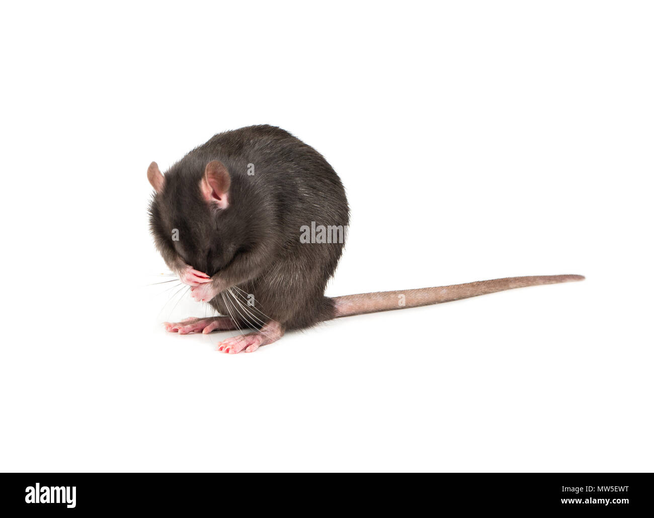 Washes paws hi-res stock photography and images - Alamy