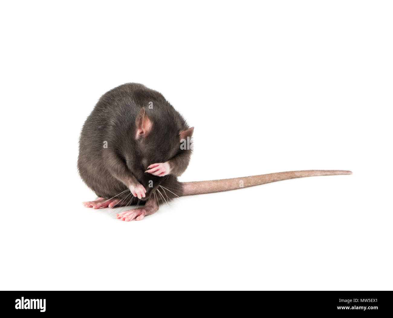 Little gray rat washes his paws on white background Stock Photo - Alamy