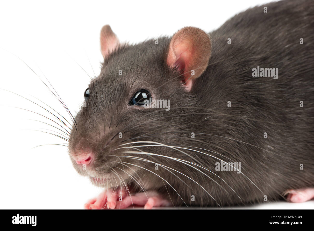 Smile for a grey rat closeup on white background Stock Photo - Alamy