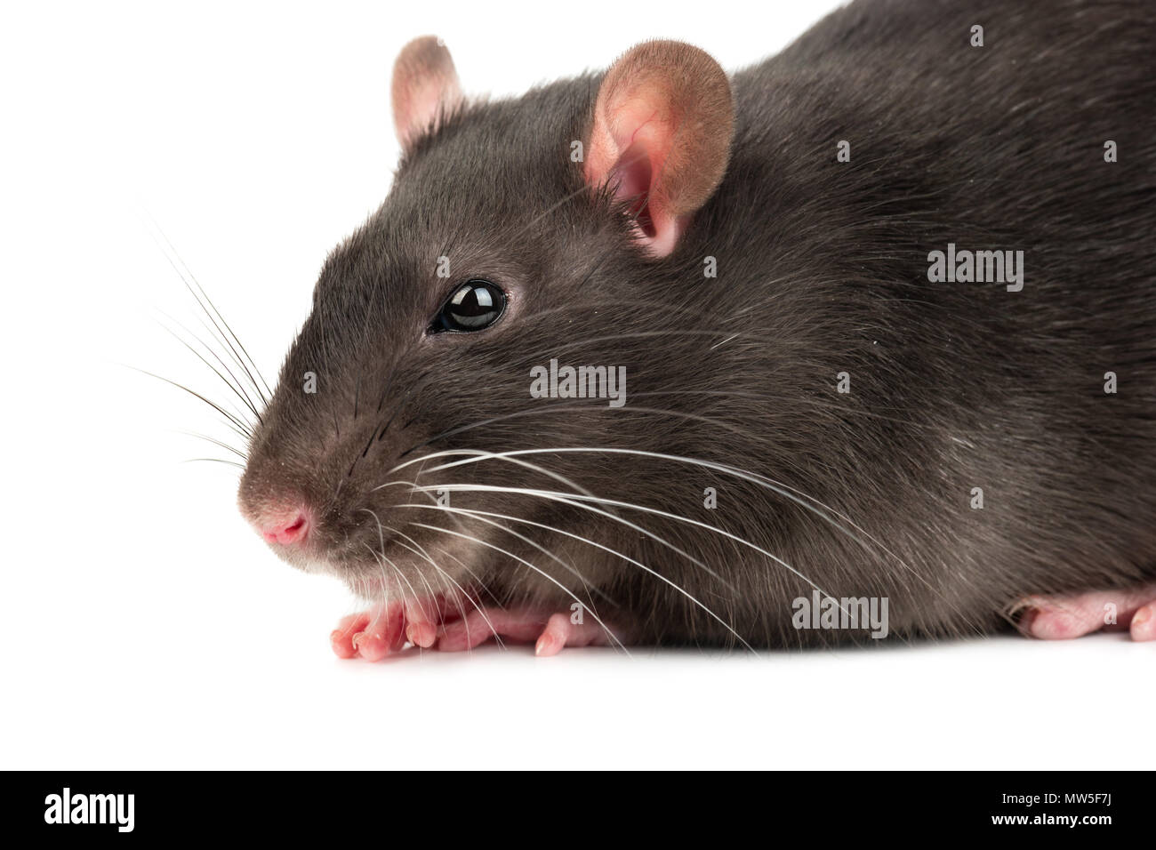 Home grey rat closeup on white background Stock Photo - Alamy