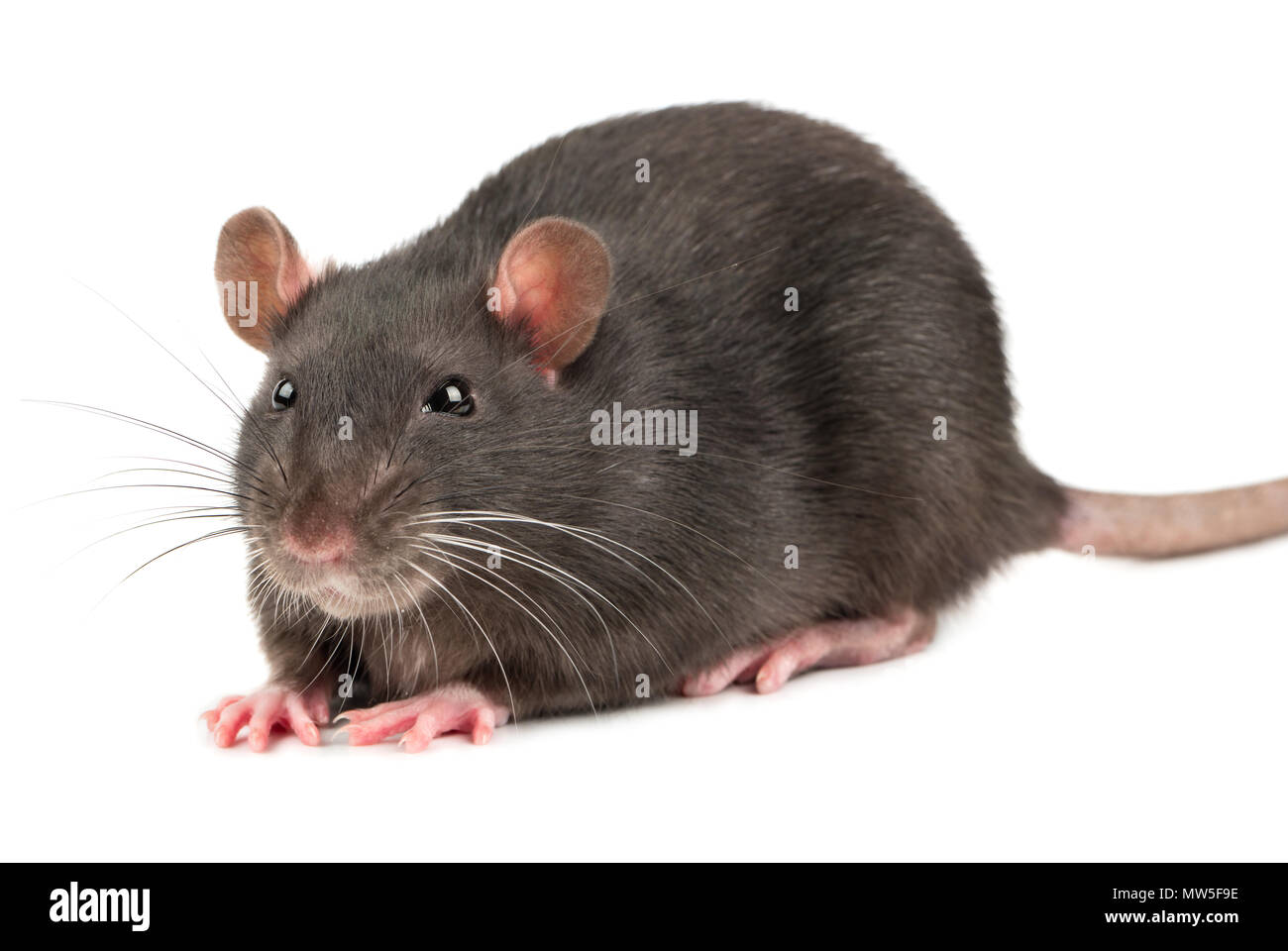 Cute gray rat closeup on white background Stock Photo - Alamy