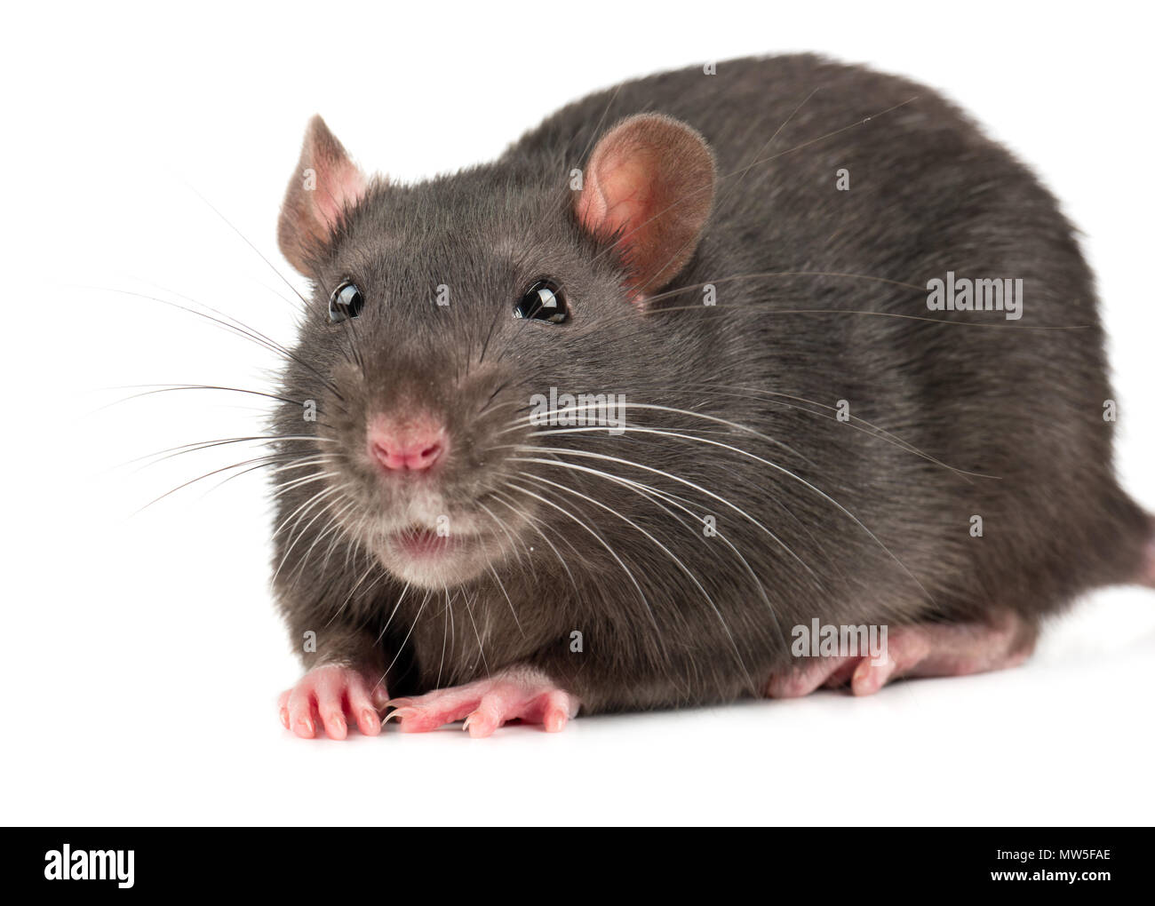 Cute small black rat Cut Out Stock Images & Pictures - Alamy