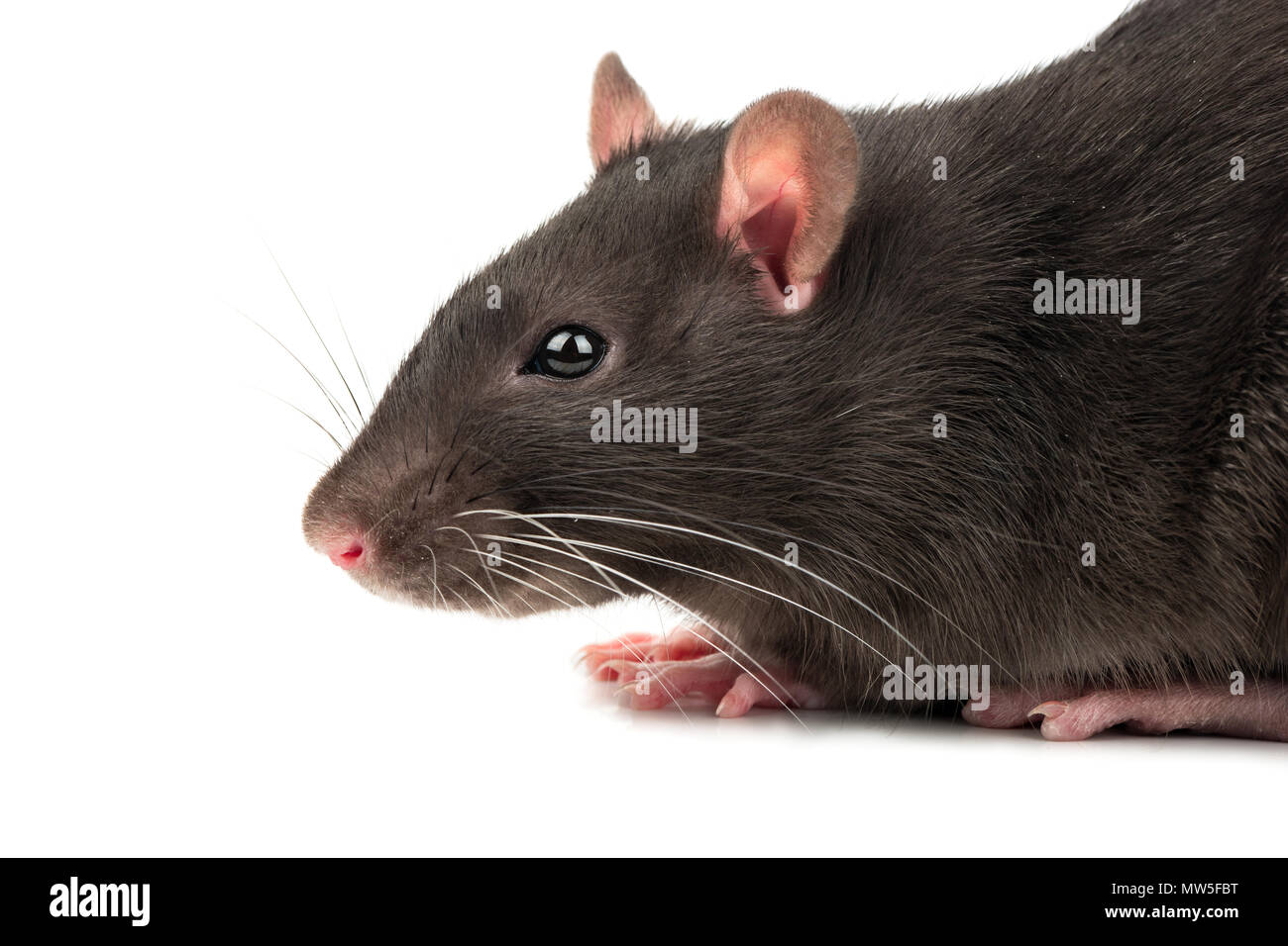 Home grey rat closeup on white background Stock Photo - Alamy
