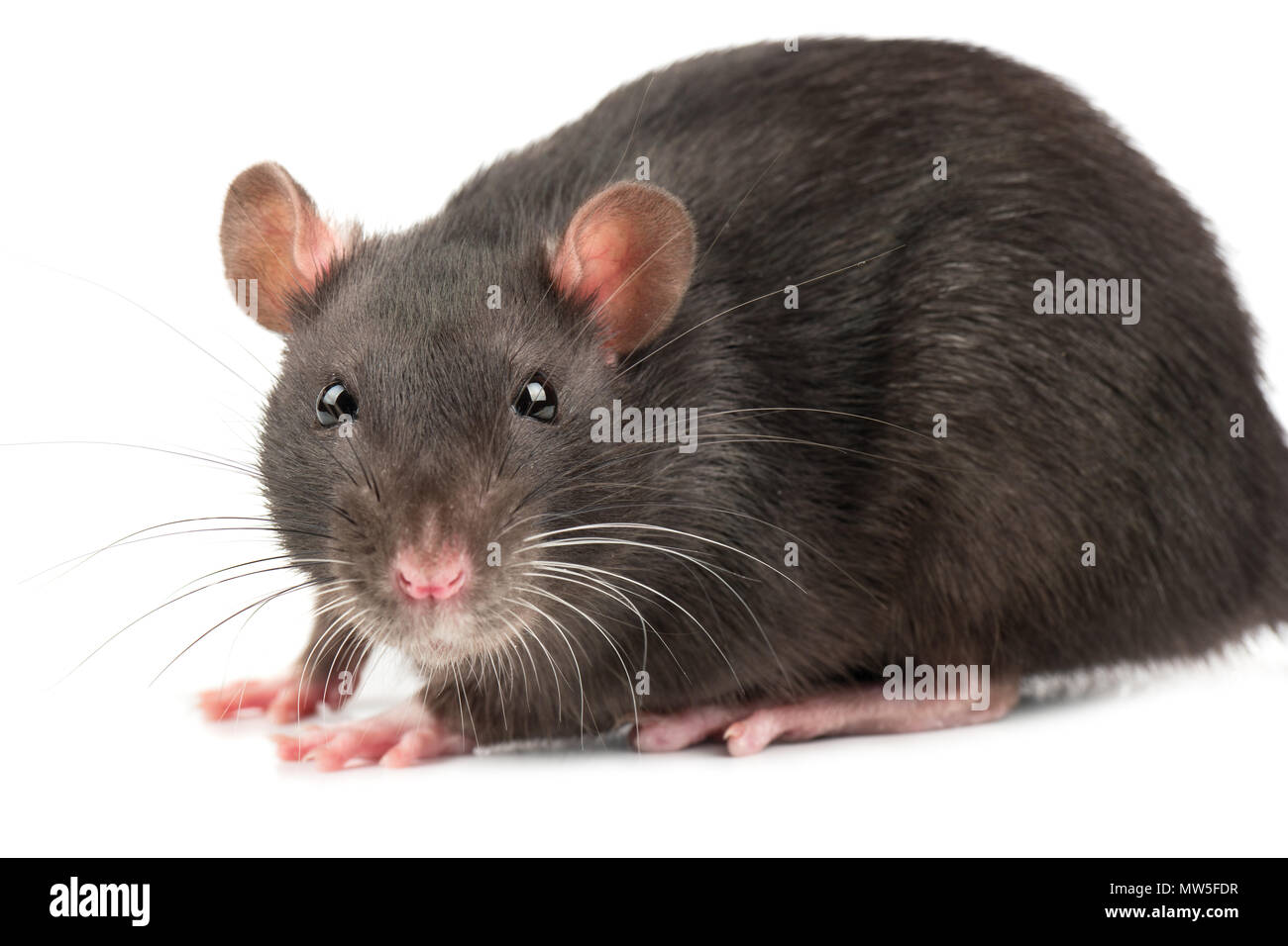 Cute gray rat closeup on white background Stock Photo - Alamy