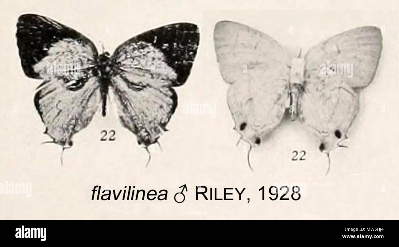 . English: Epamera flavilinea, male, from original description. 1928 ...