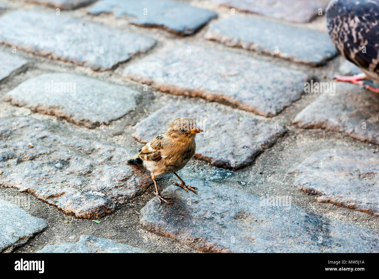 Female of house sparrow sits on paving stone. Feeding birds Stock Photo ...