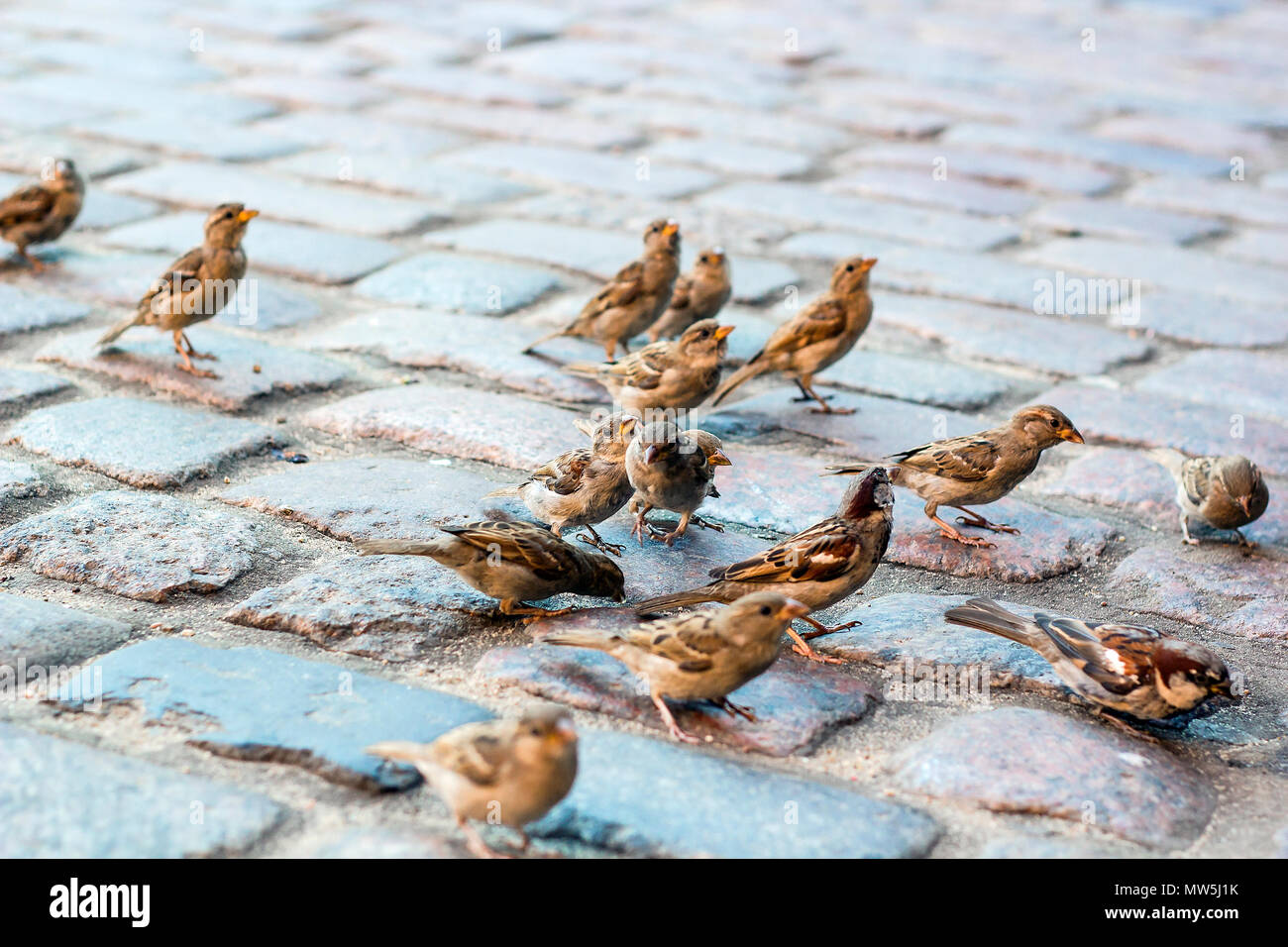 Small flock birds town hi-res stock photography and images - Alamy