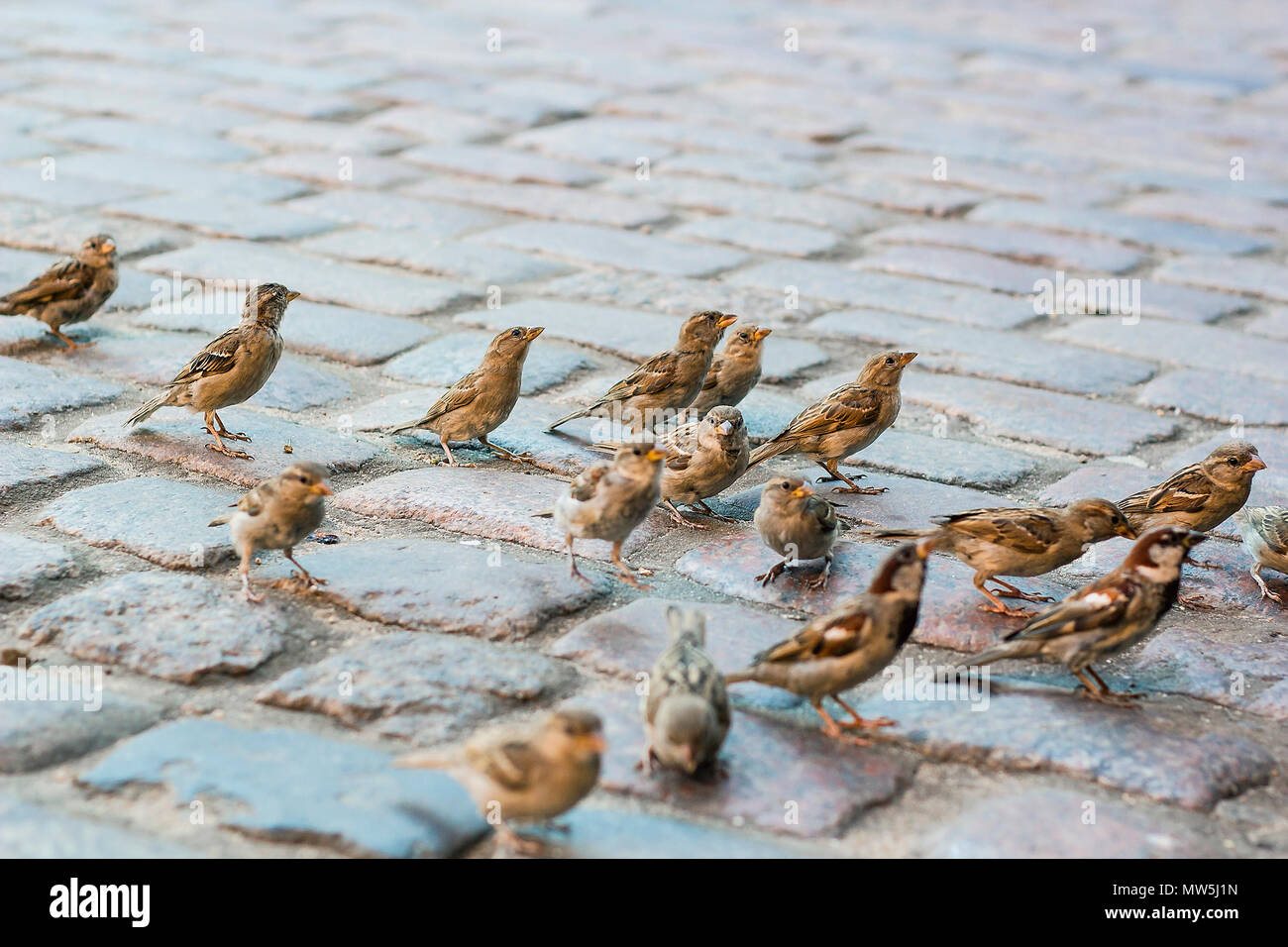 Flock of house sparrows on paving stone. Feeding sparrows, selective ...